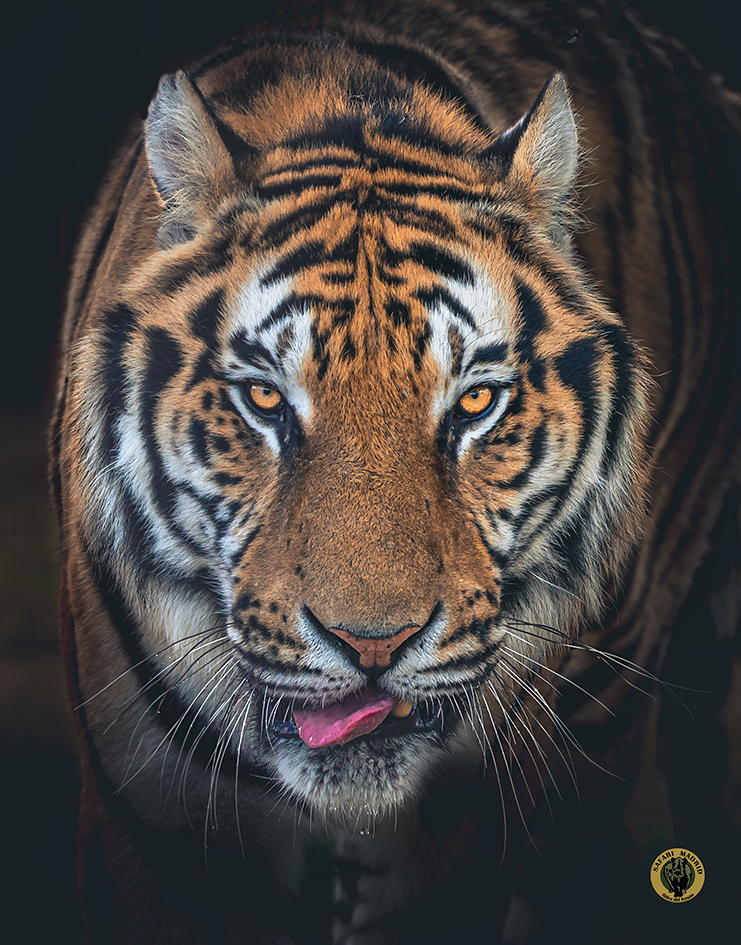 Mapa De Subespecies De Tigre